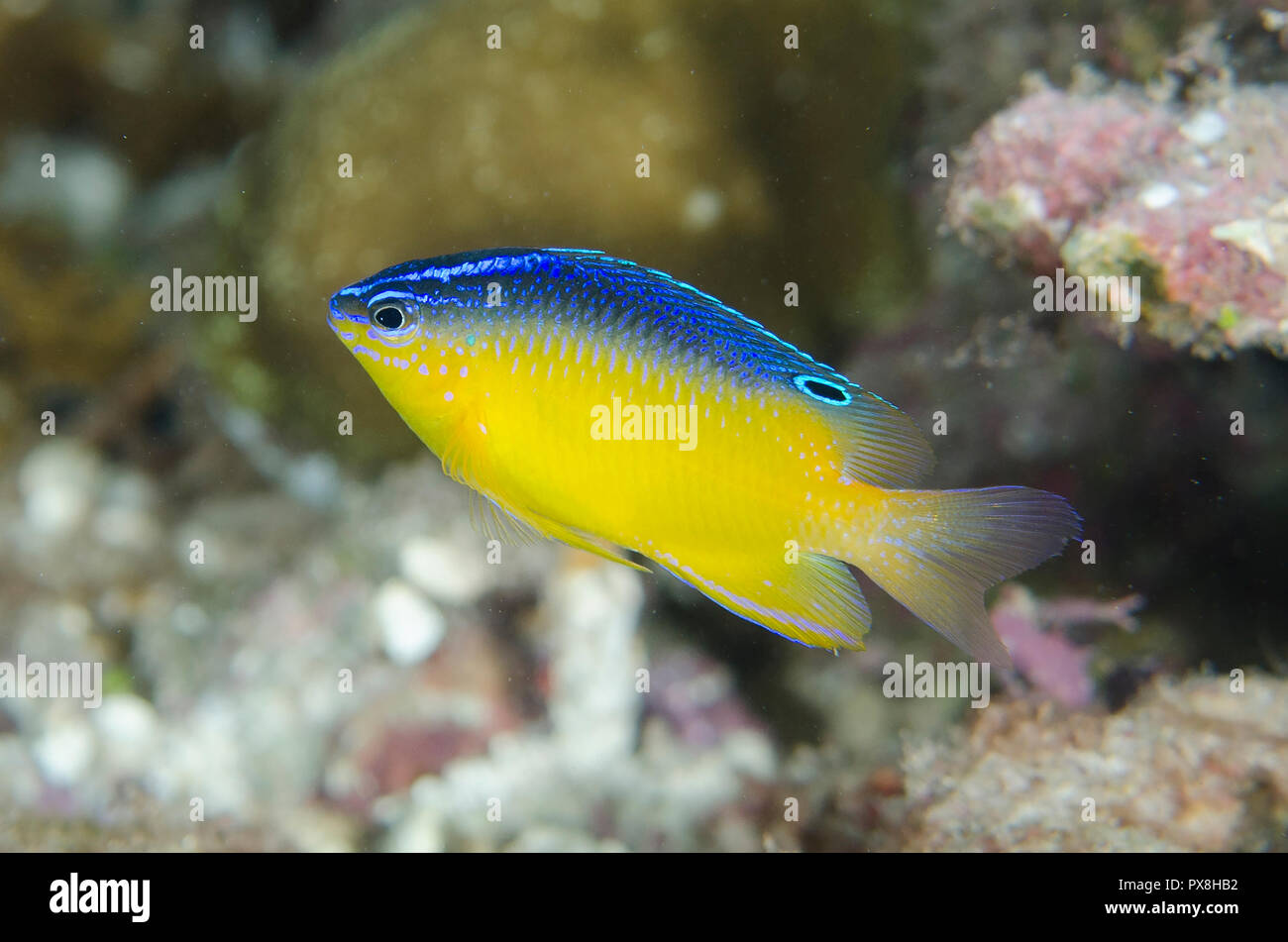 Beaugregory Damselfish Adult
