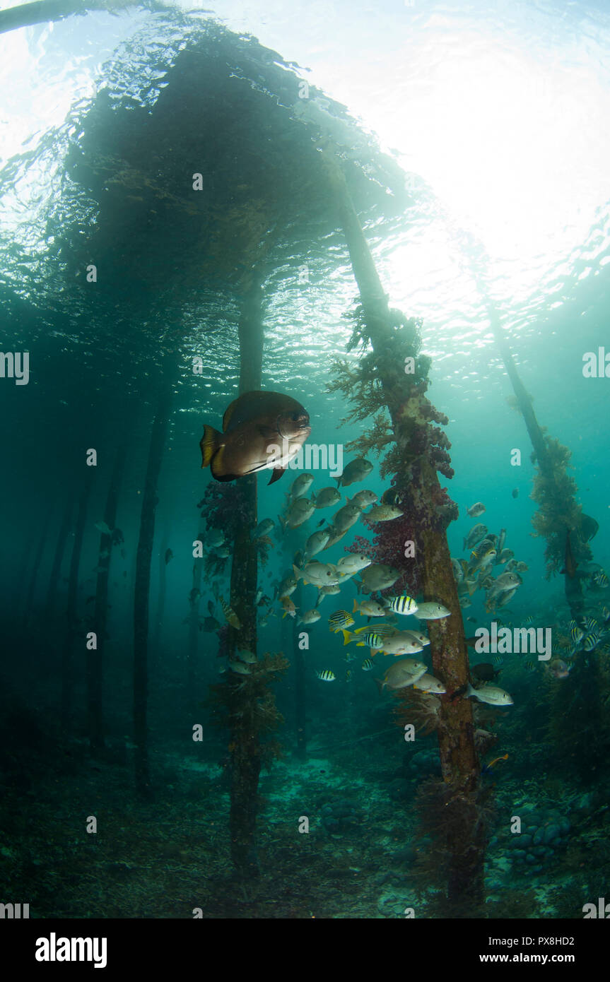 Spadefish, Platax sp, by pylons under jetty with sun, Sawanderek Jetty ...