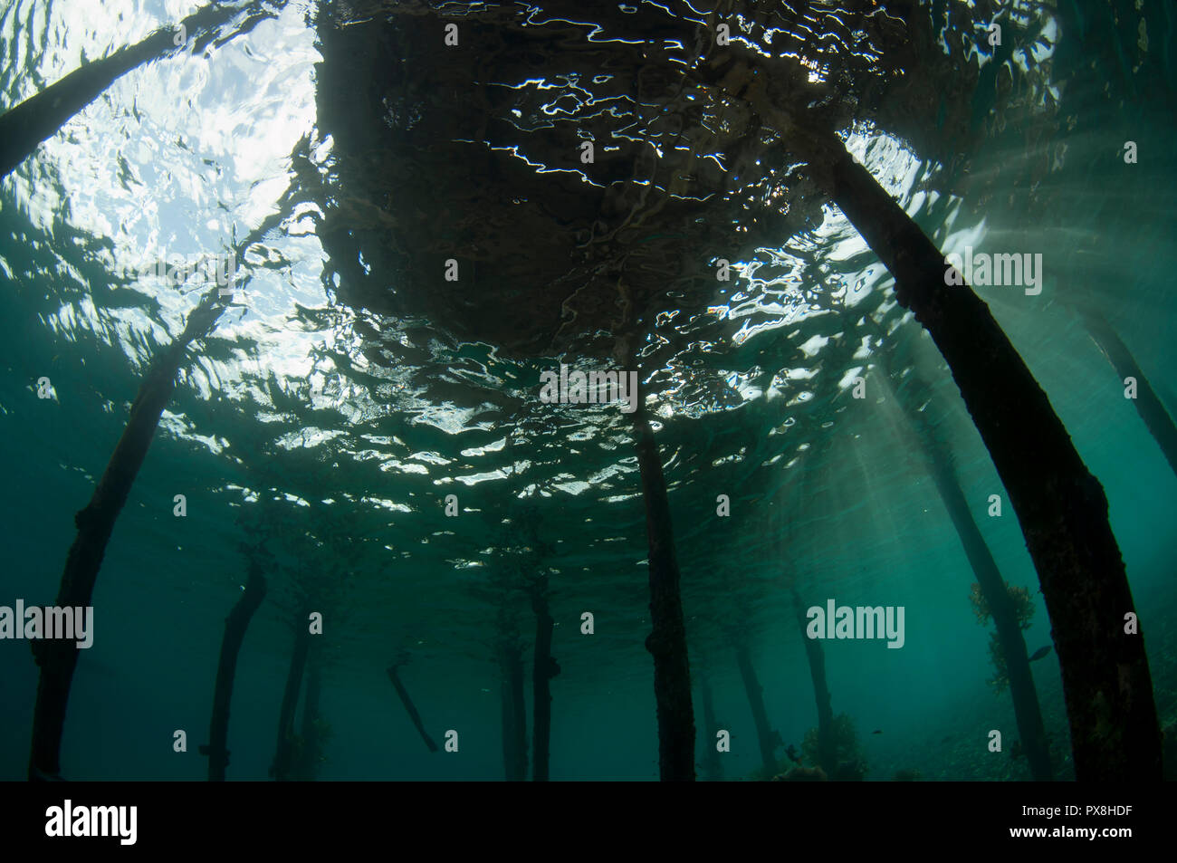 View of pylons under jetty, Sawanderek Jetty dive site, Dampier Strait ...