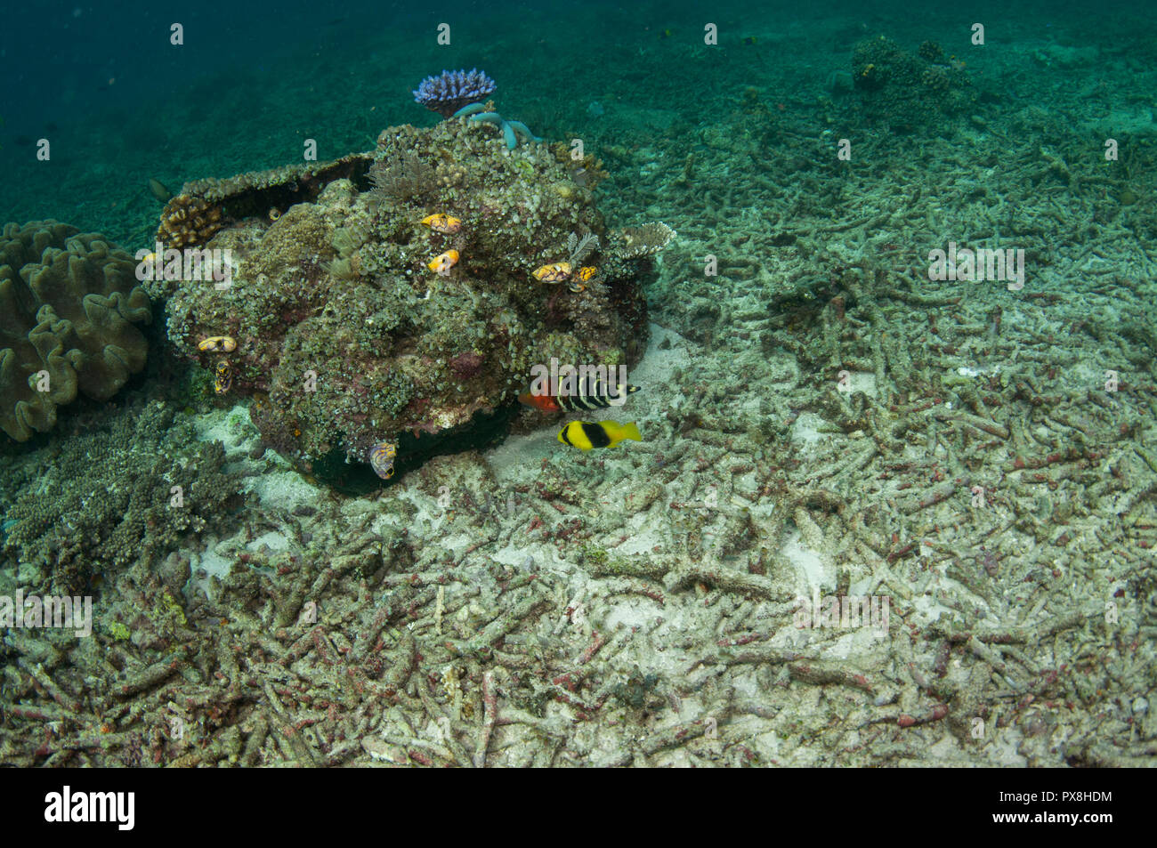 Red-breasted Wrasse (Cheilinus fasciatus) and Double-banded Soapfish ...