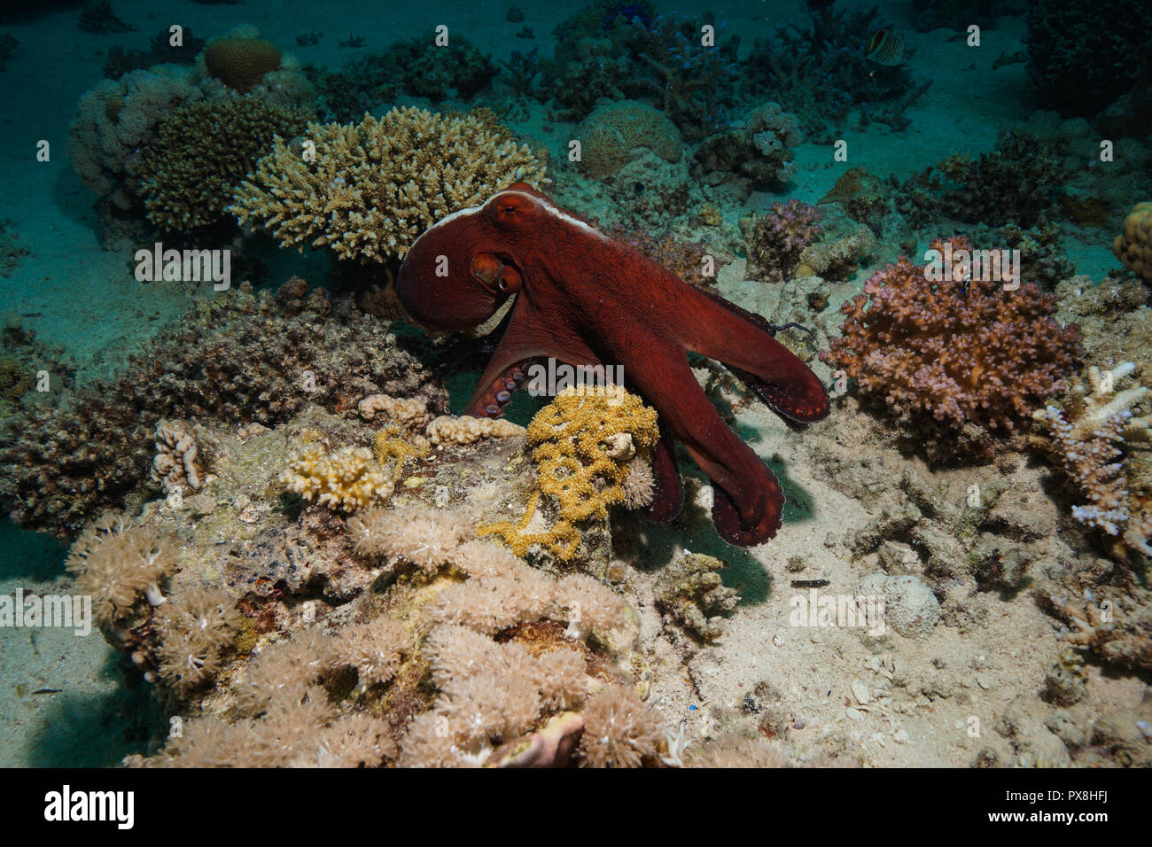 Octopus at the Red Sea Egypt Stock Photo - Alamy