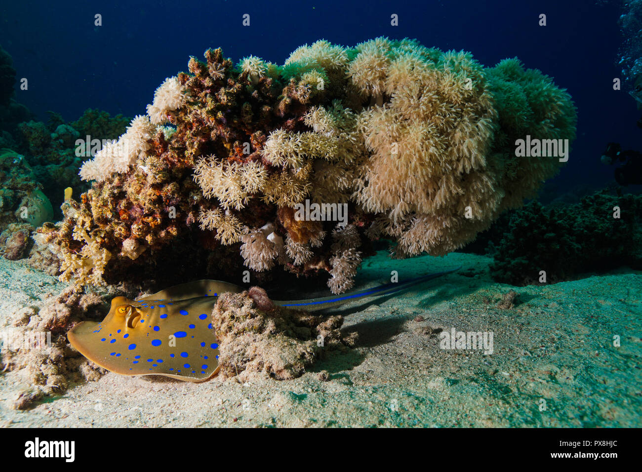 Blue Spotted Stingray at the Red Sea Stock Photo - Alamy