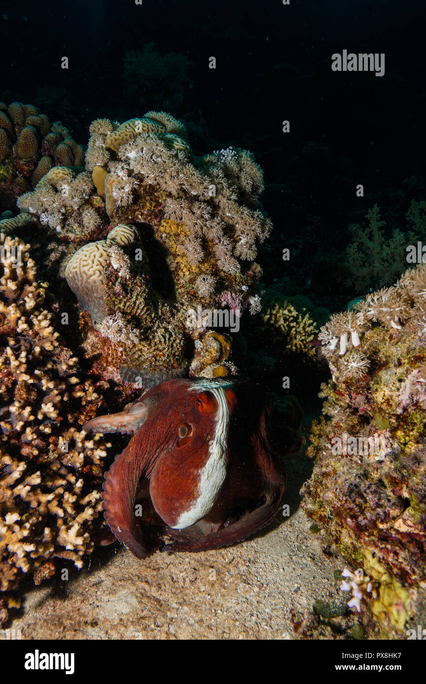 Octopus at the Red Sea Egypt Stock Photo - Alamy