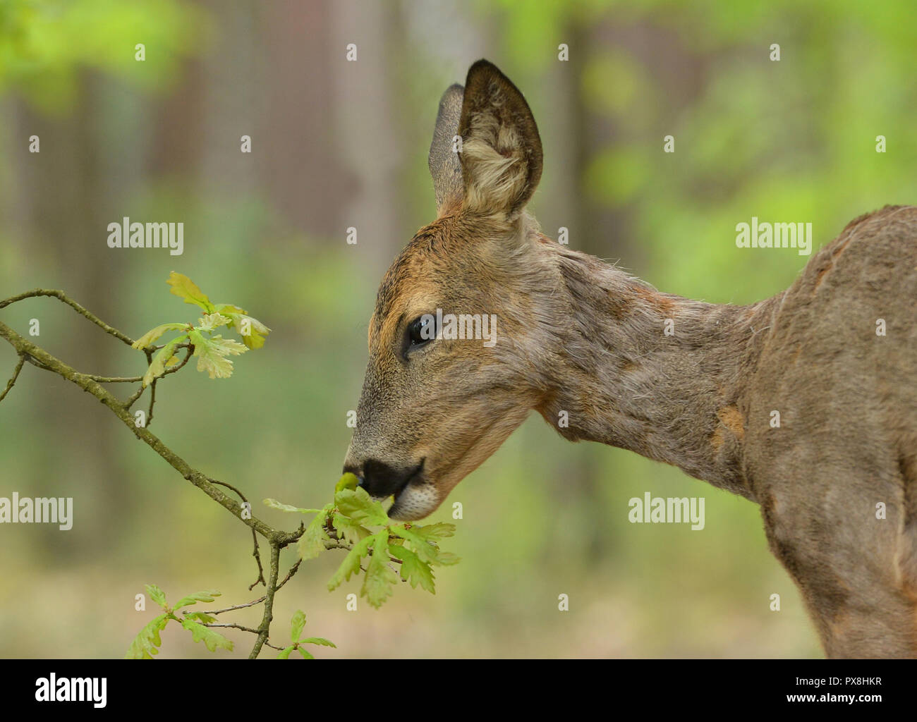 Roe deer eating hi-res stock photography and images - Alamy