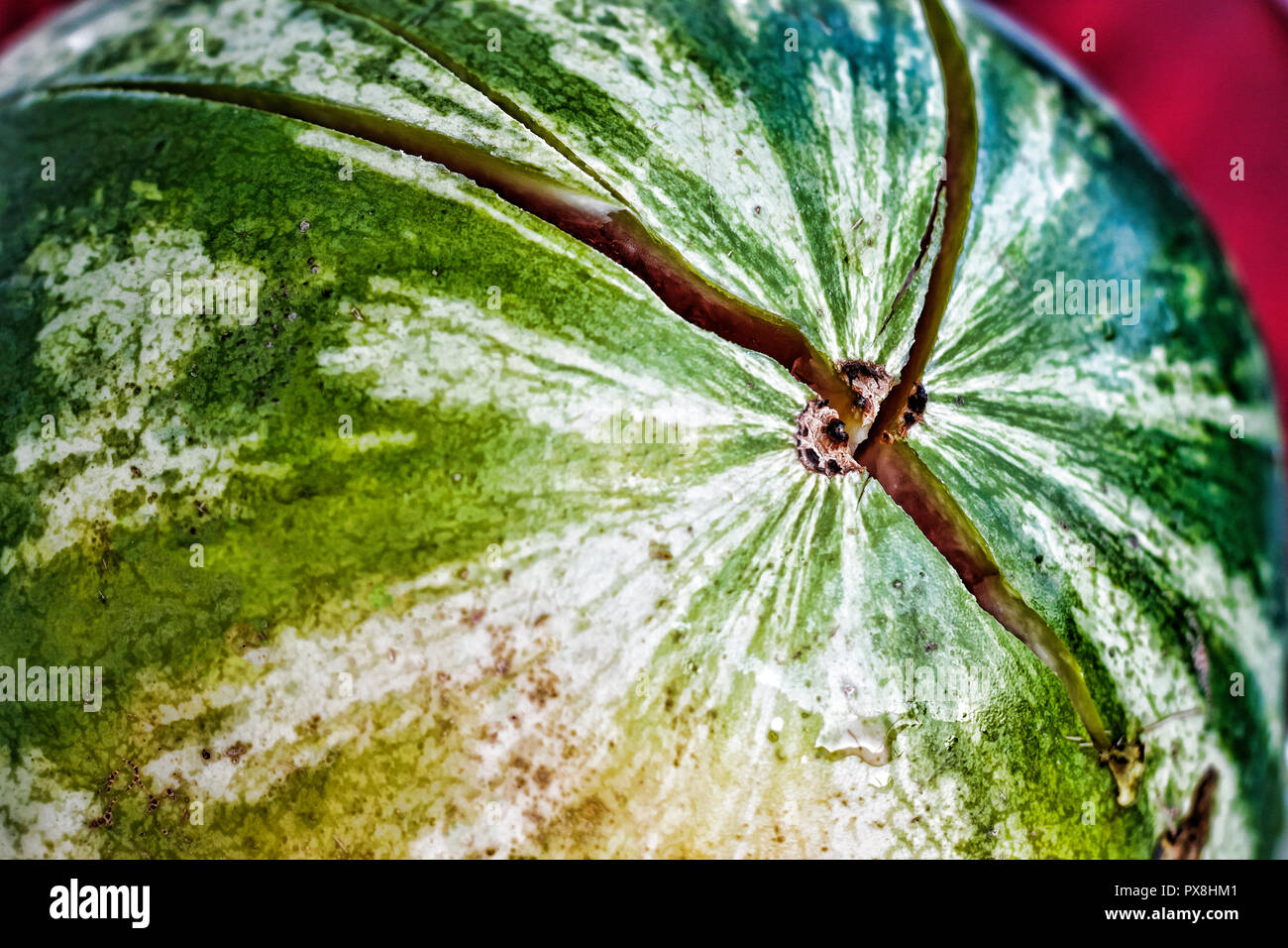 Detox. Summer Ripe cracked watermelon. Ripe watermelon with a crack in ...