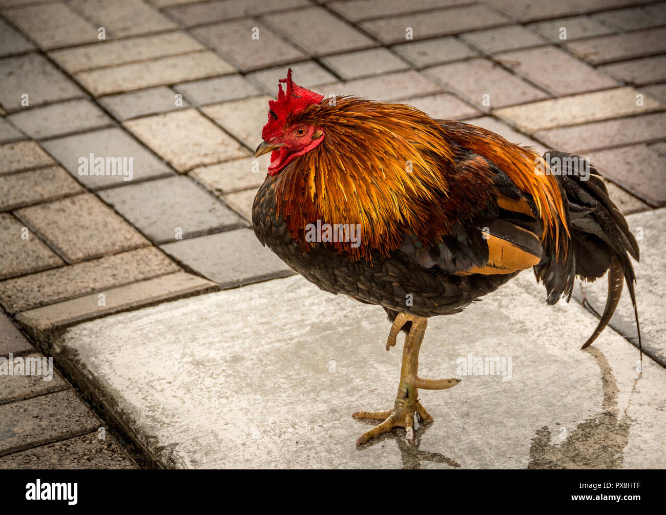 free range rooster standing on one leg in the street of Key West Stock ...