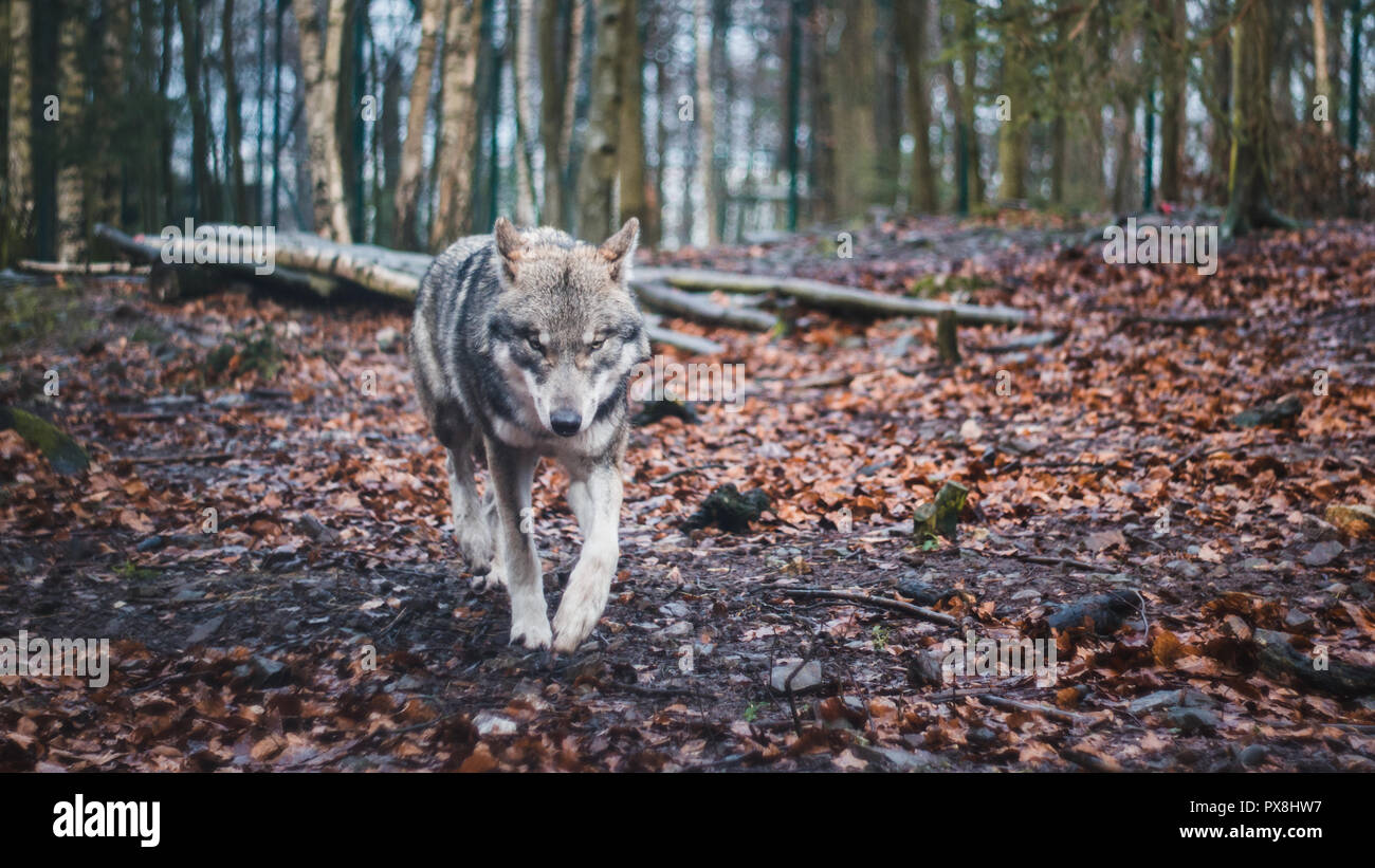 Grey Wolf in the woods in Thale, Germany Stock Photo - Alamy