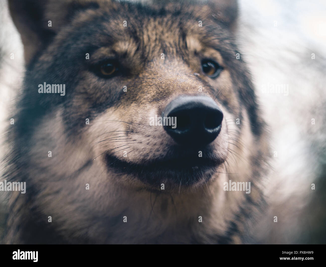 Grey Wolf in the woods in Thale, Germany Stock Photo - Alamy