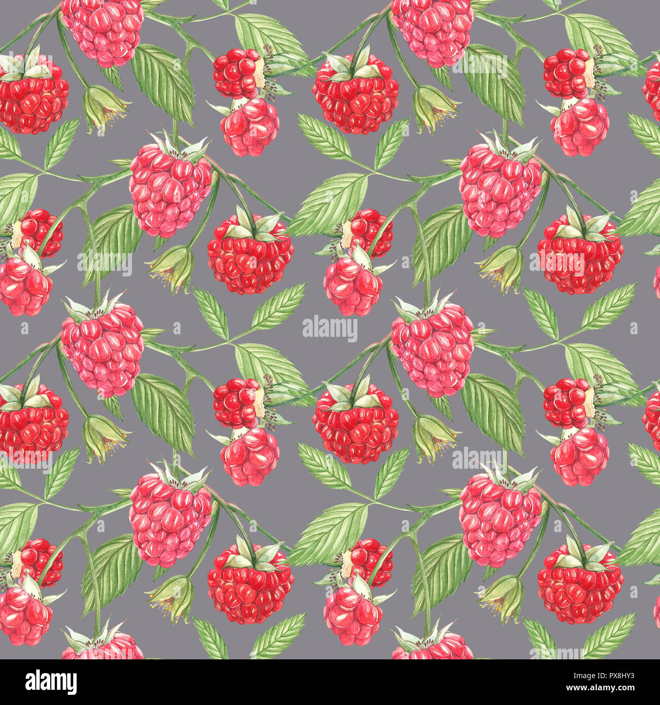 Hand drawn watercolor painting raspberry on white background. Botanical ...