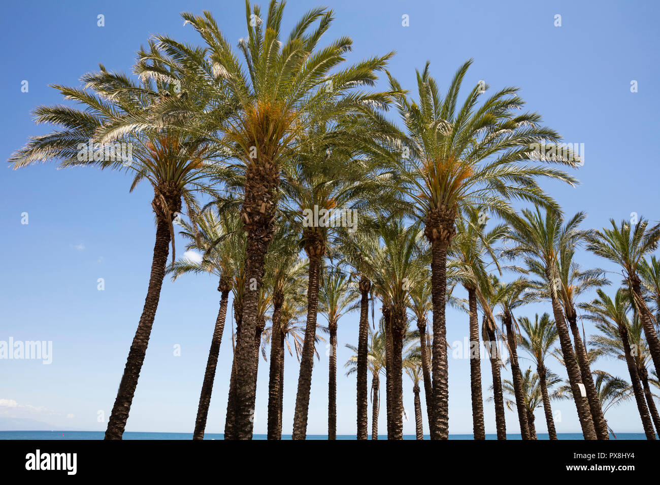 Botany palm trees hi-res stock photography and images - Alamy
