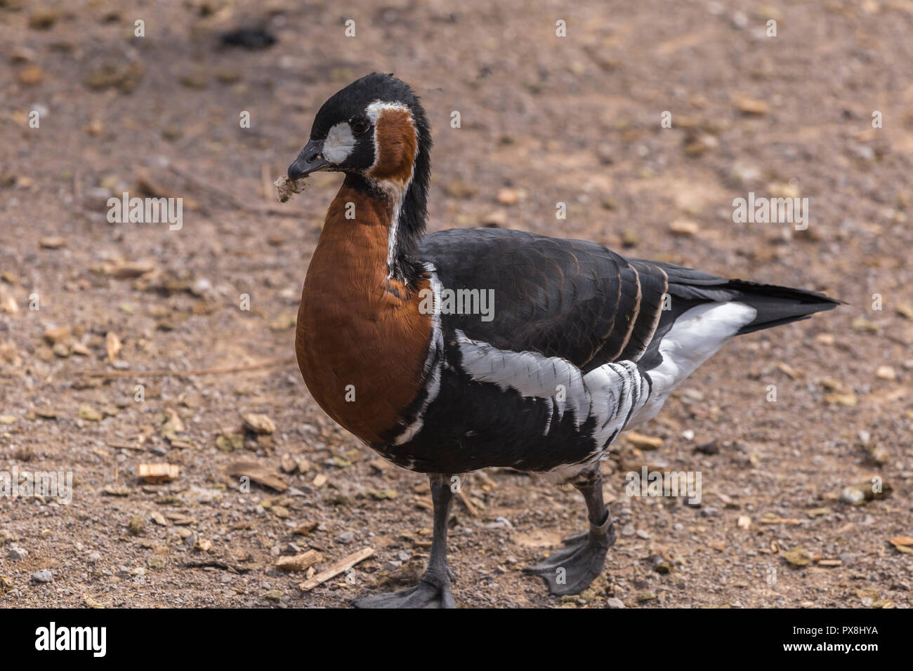 Red-breasted Goose at Slimbridge Stock Photo - Alamy