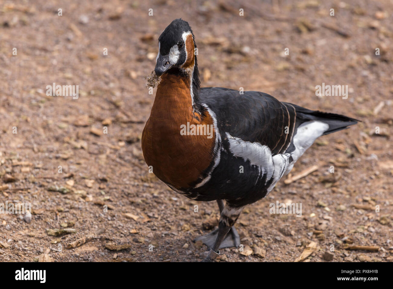 Red-Breasted Goose at Slimbridge Stock Photo - Alamy