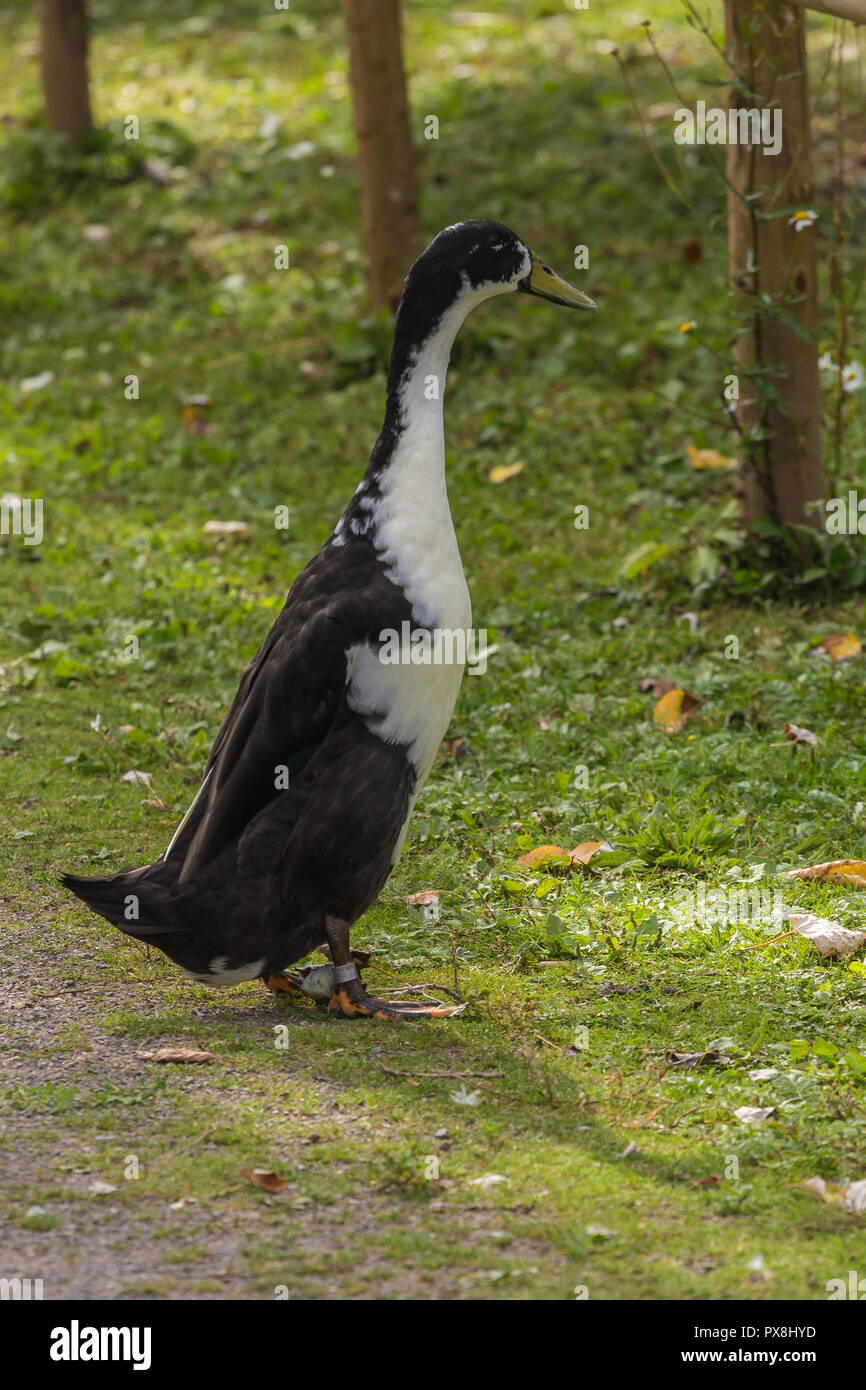 Indian runner duck hi-res stock photography and images - Alamy