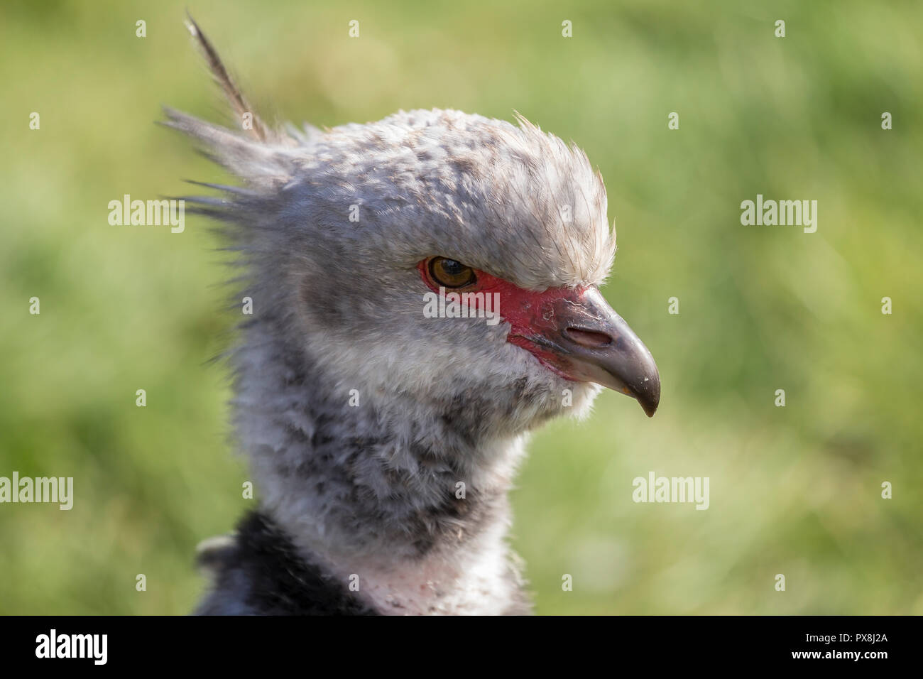 Crested Screamer at Slimbridge Stock Photo - Alamy