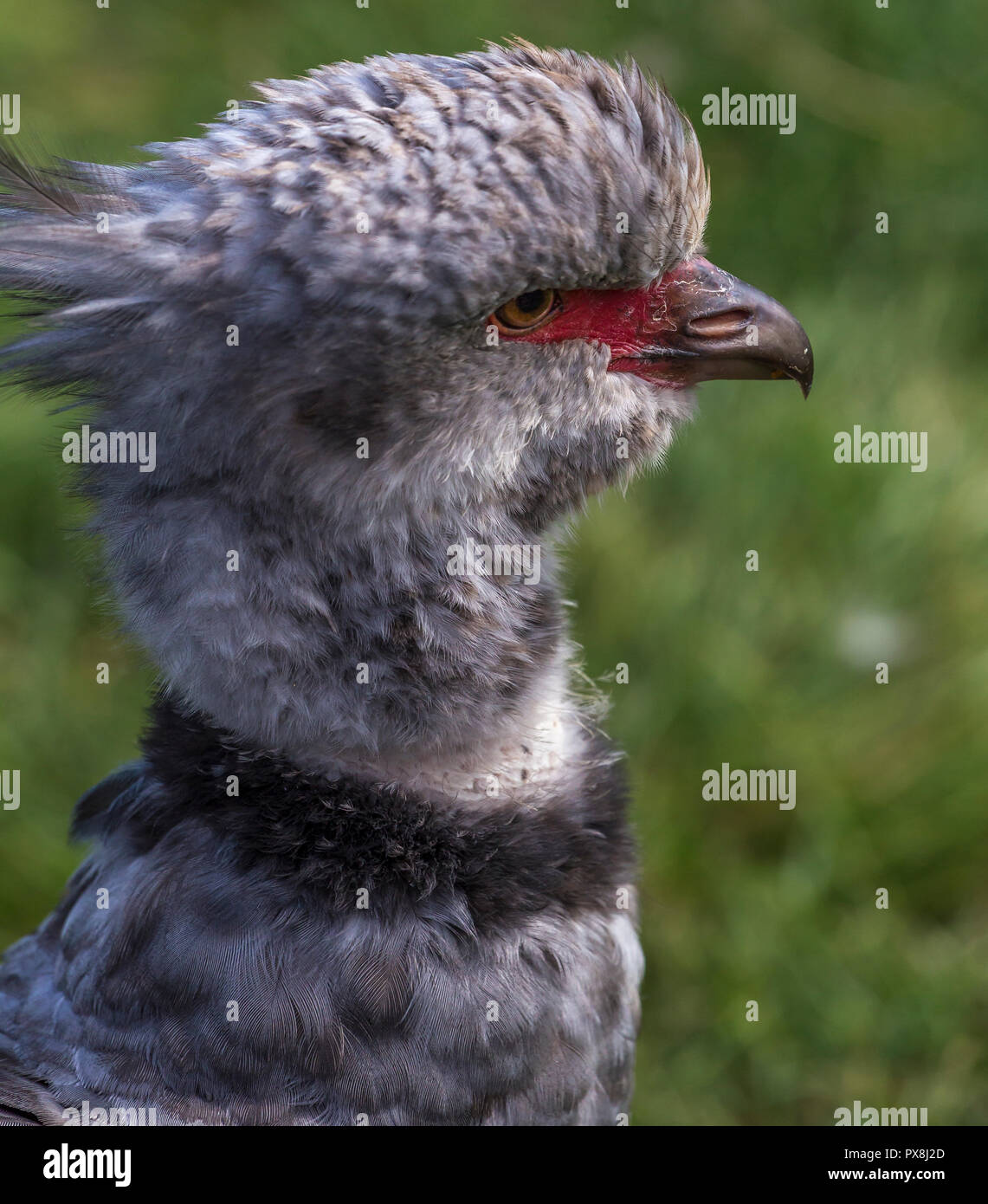 Crested Screamer at Slimbridge Stock Photo - Alamy