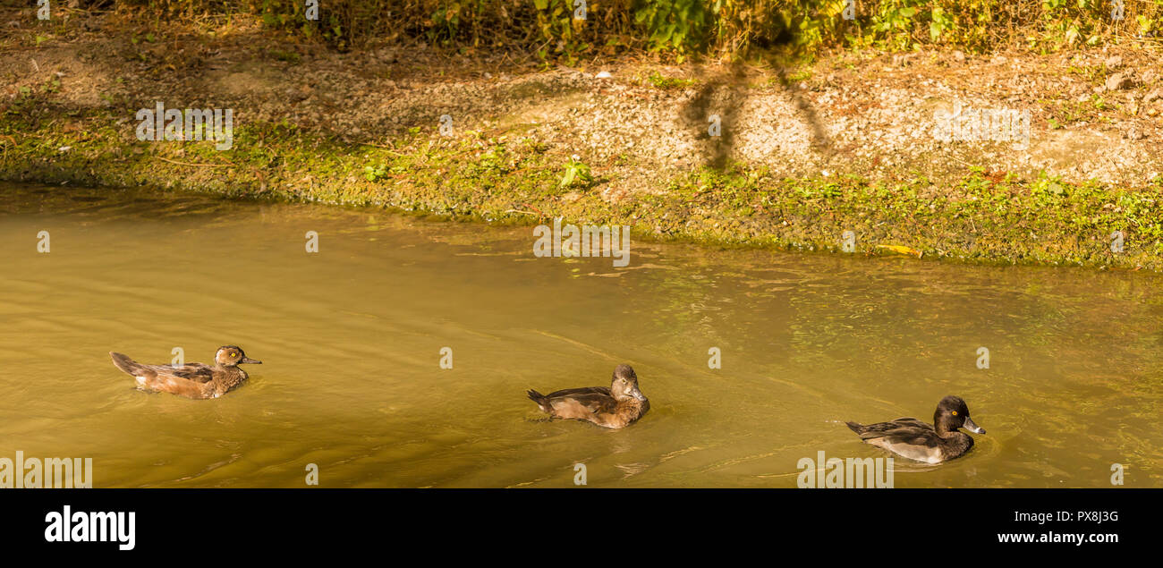 Keeping Your Ducks In Line Stock Photo - Alamy