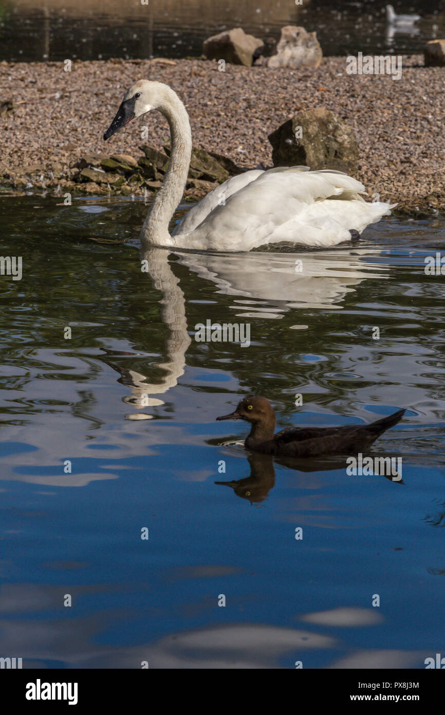 Trumpeter Swan at Slimbridge Stock Photo - Alamy