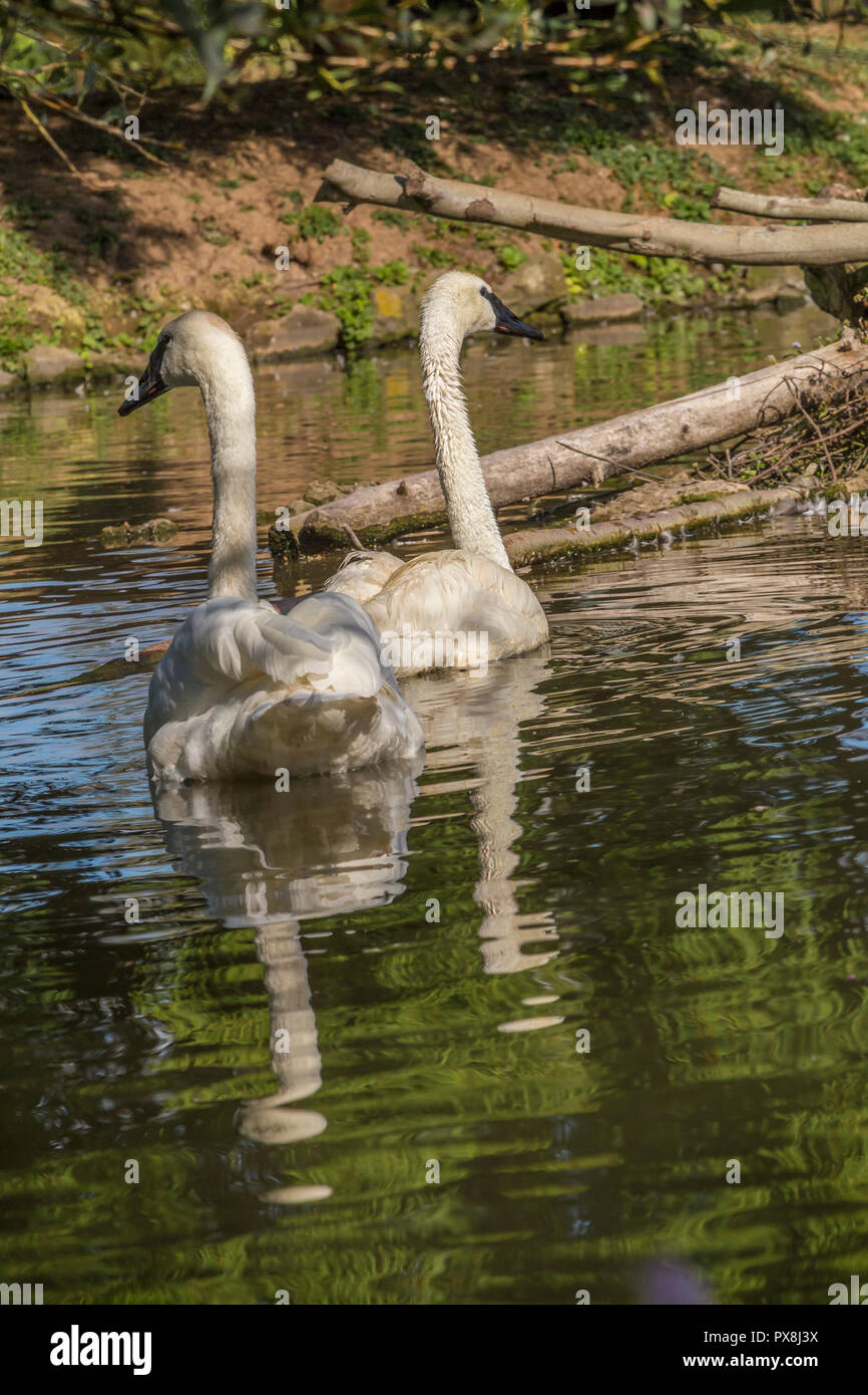 Trumpeter Swan at Slimbridge Stock Photo - Alamy
