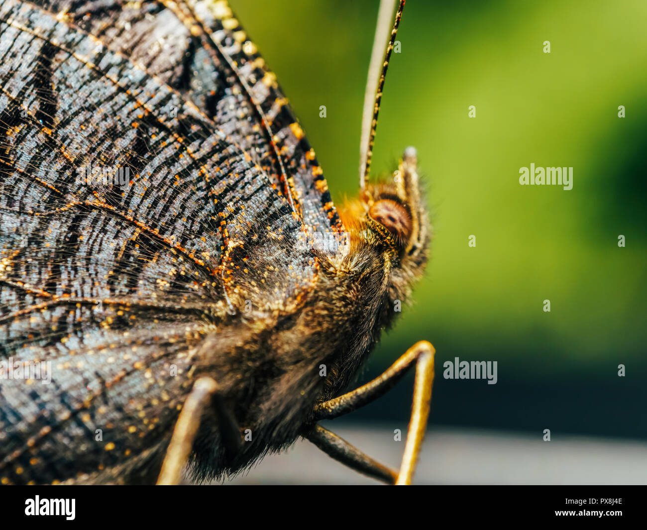 Brown Monarch Butterfly Close Up Stock Photo - Alamy