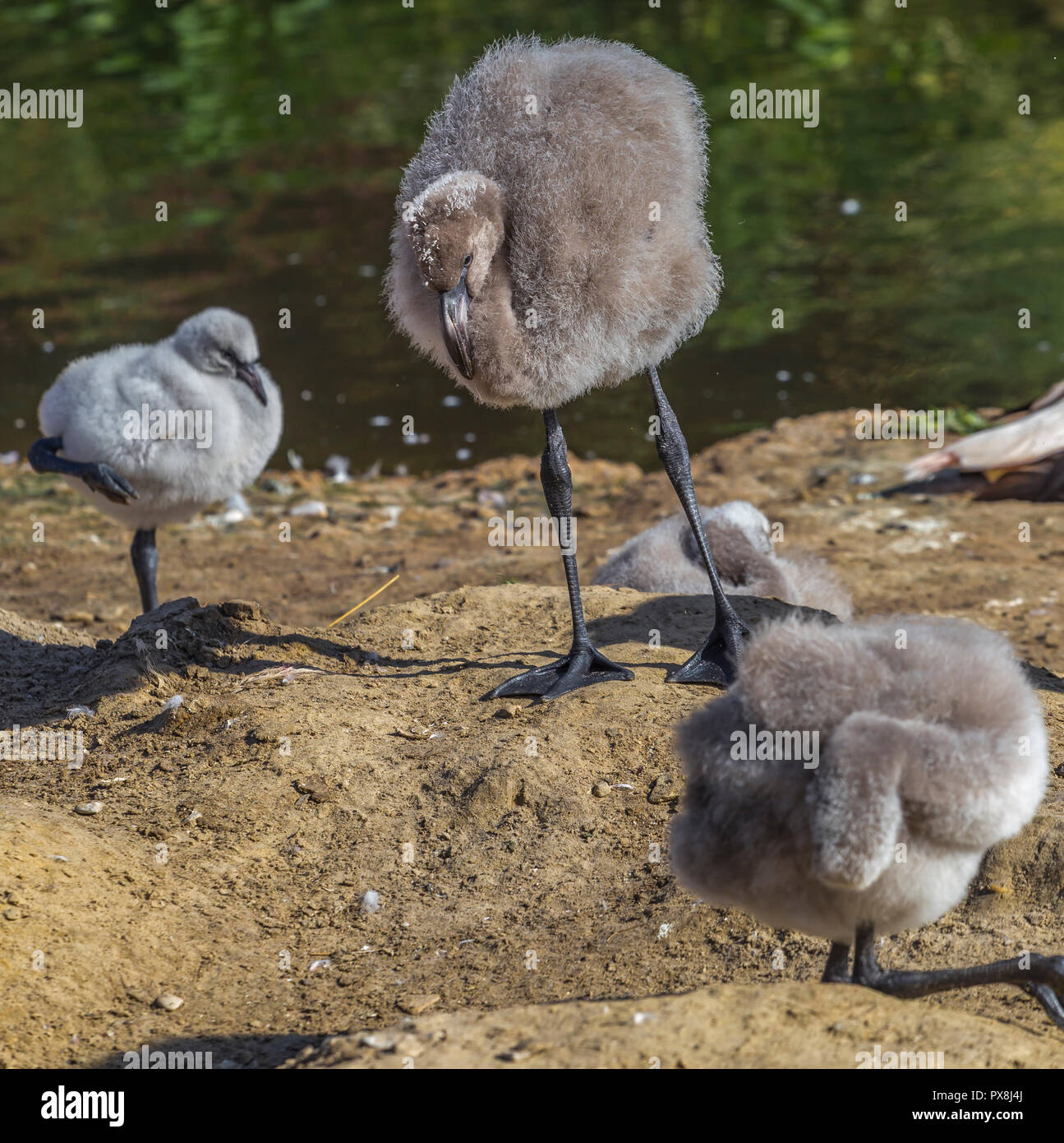 Flamingo Chick at Slimbridge Stock Photo - Alamy