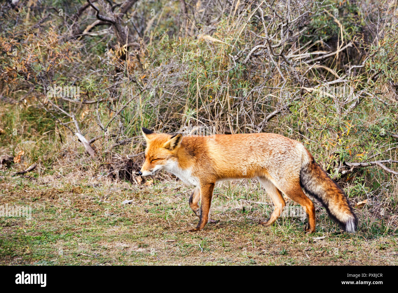 Red fox netherlands hi-res stock photography and images - Alamy