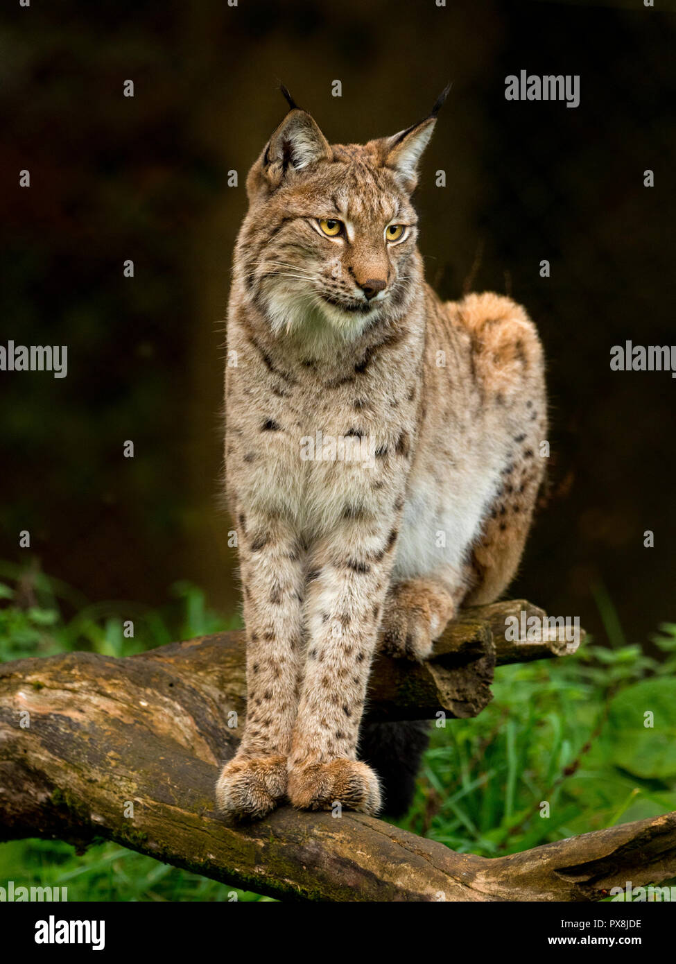 Eurasian lynx (Lynx lynx) Captive photograph Stock Photo - Alamy