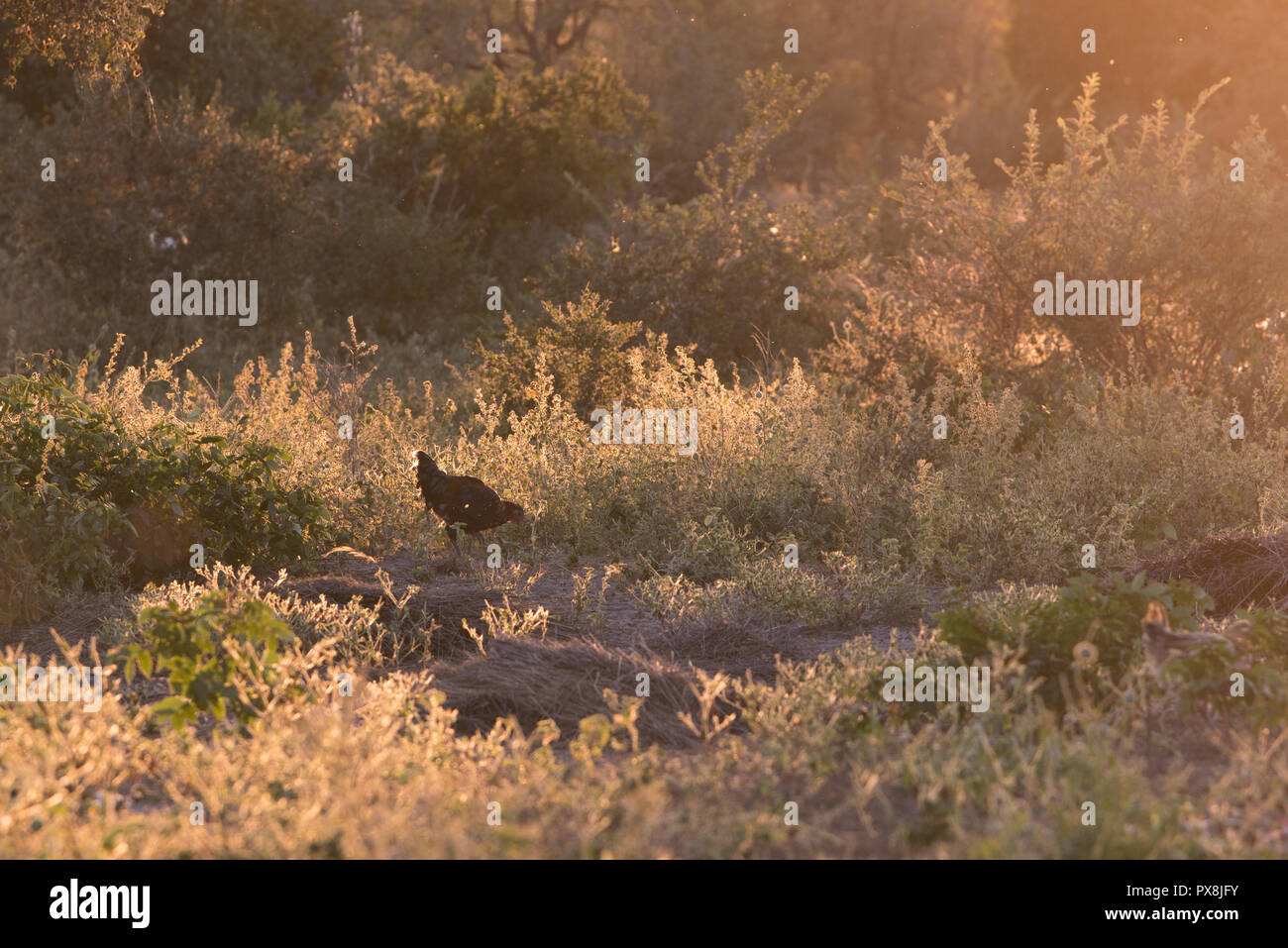 Backlit shrubs hi-res stock photography and images - Alamy