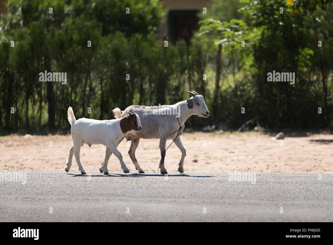 A pair of goats hi-res stock photography and images - Alamy