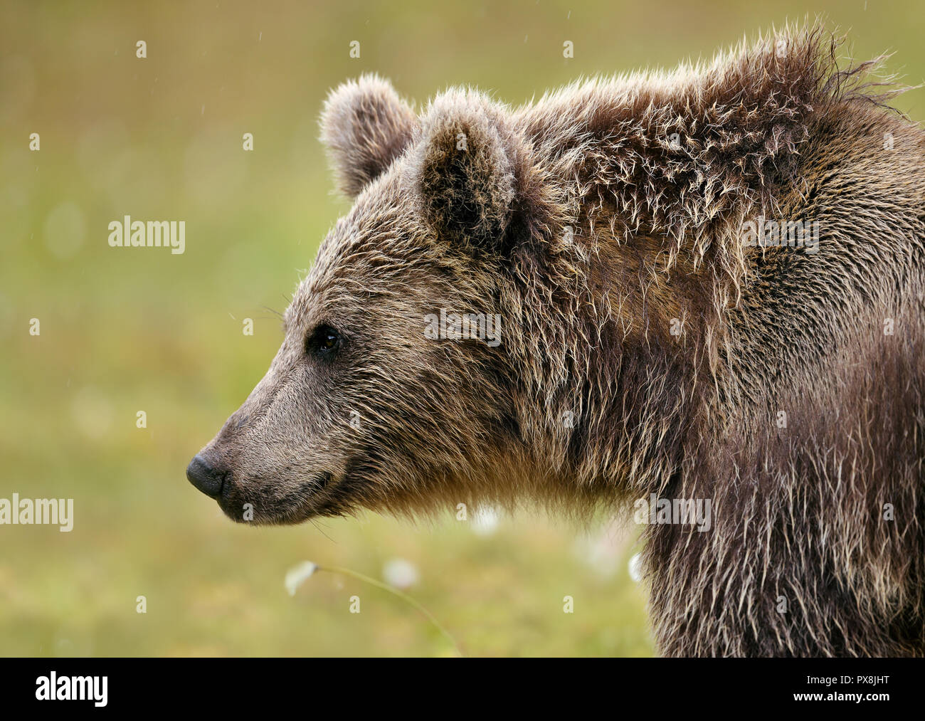 Close up Eurasian brown bear in the taiga forests on Finland Russia ...