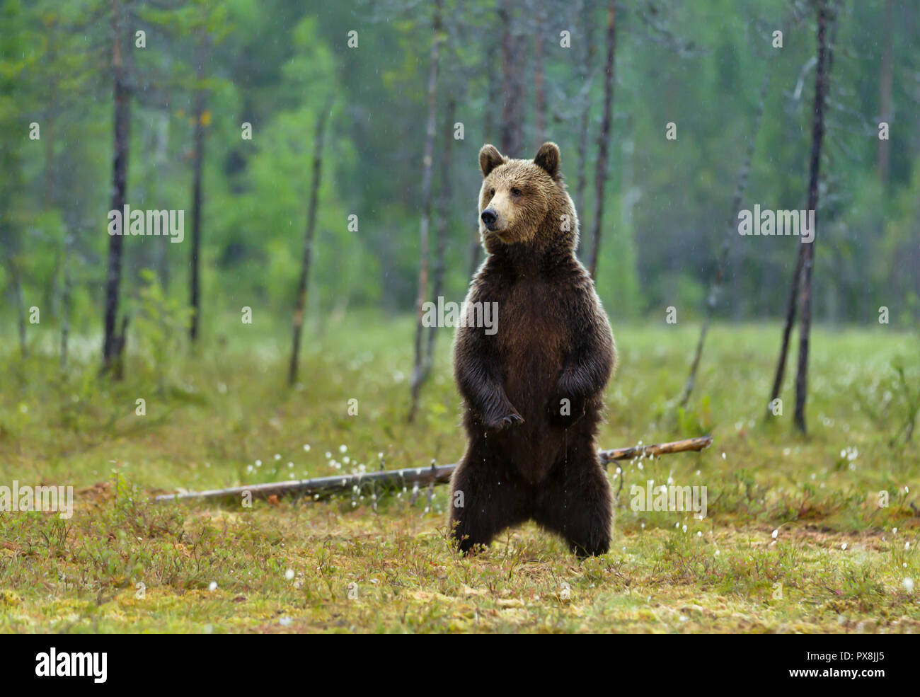 Brown bear standing up hi-res stock photography and images - Alamy