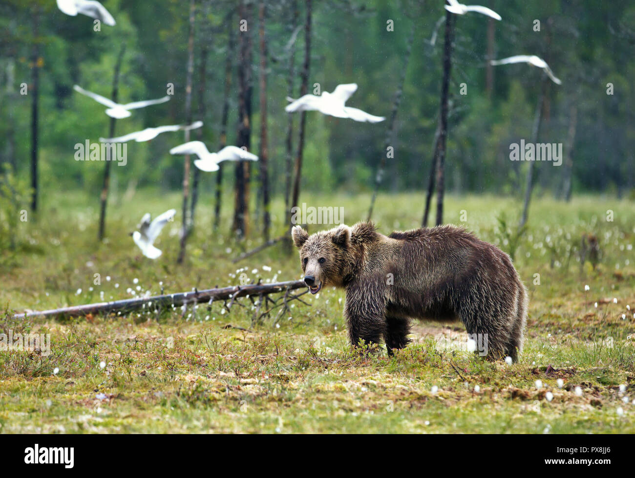 Eurasian Brown bear in the swamp on a rainy day, Finland Stock Photo ...
