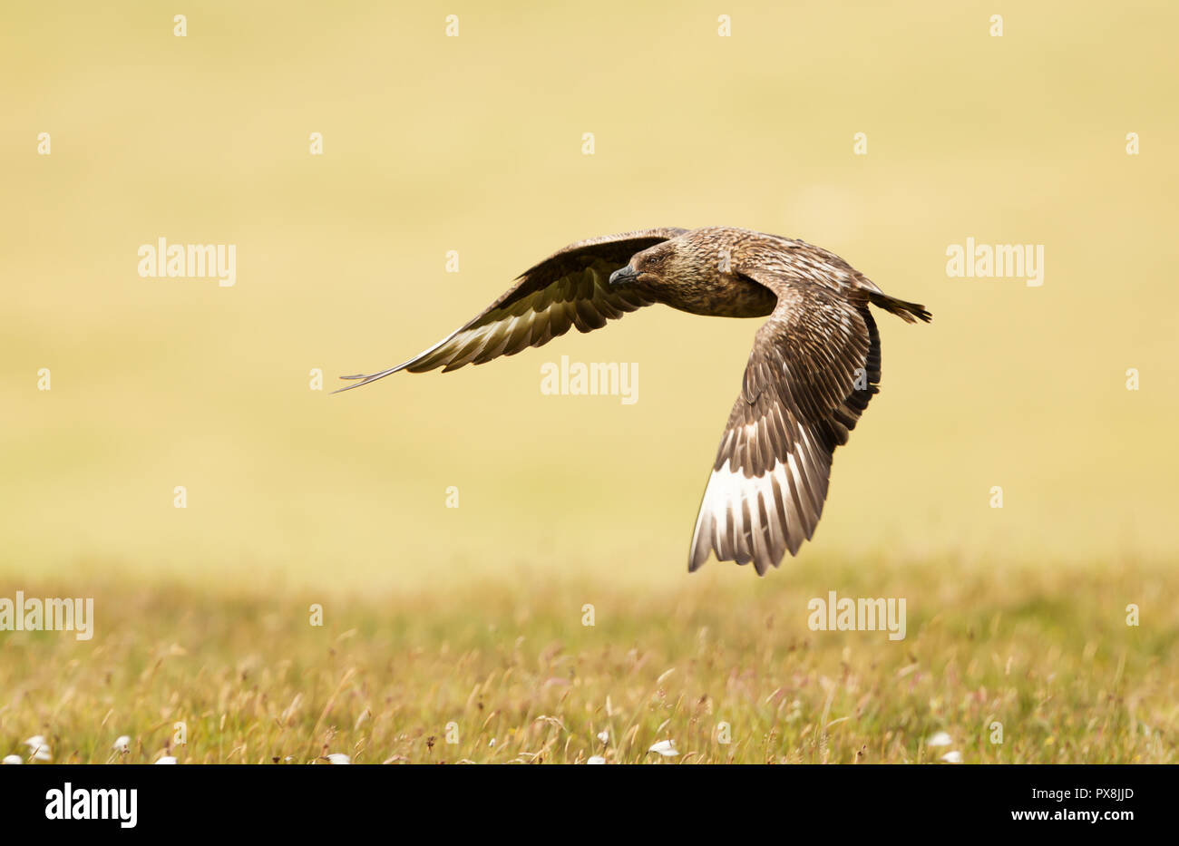 Close up of Great skua known as bonxie in flight against yellow ...