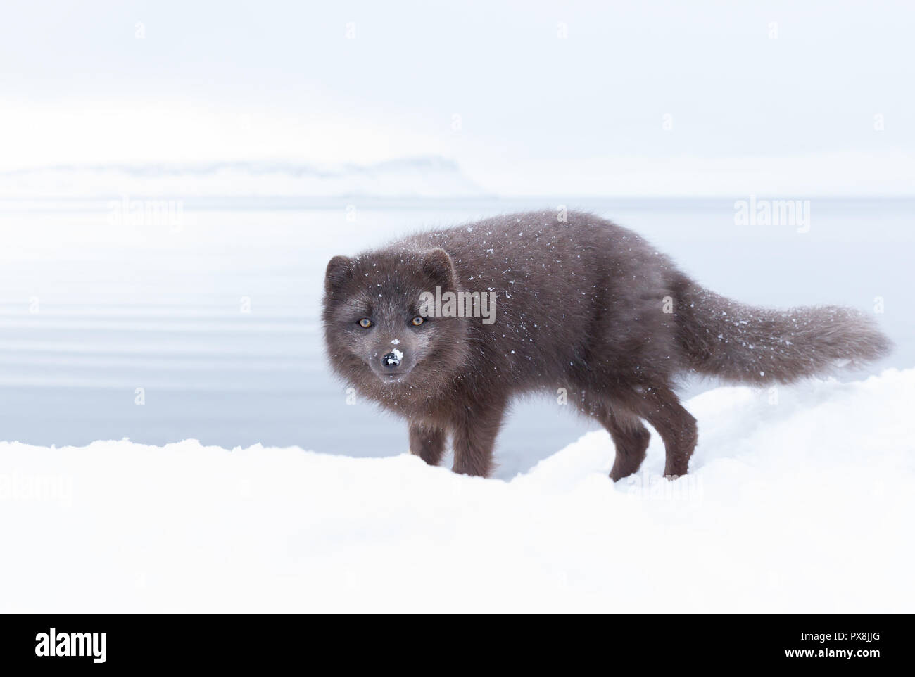 Close up of an Arctic fox standing in the snow, winter in Iceland Stock ...