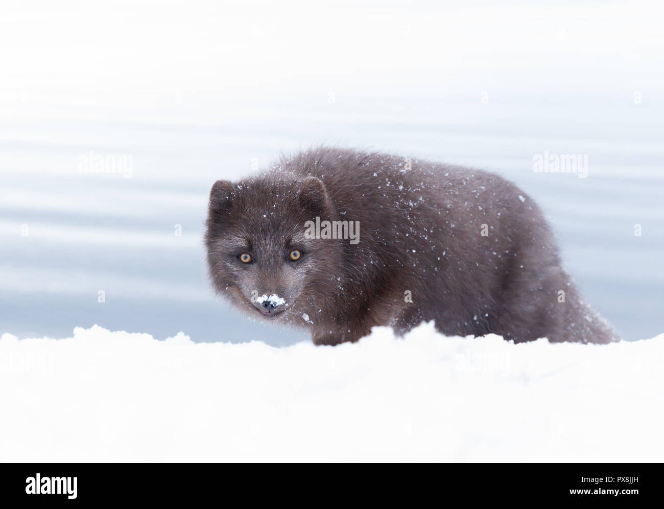 Close-up of a Blue morph arctic fox in snow on the coast of Iceland ...