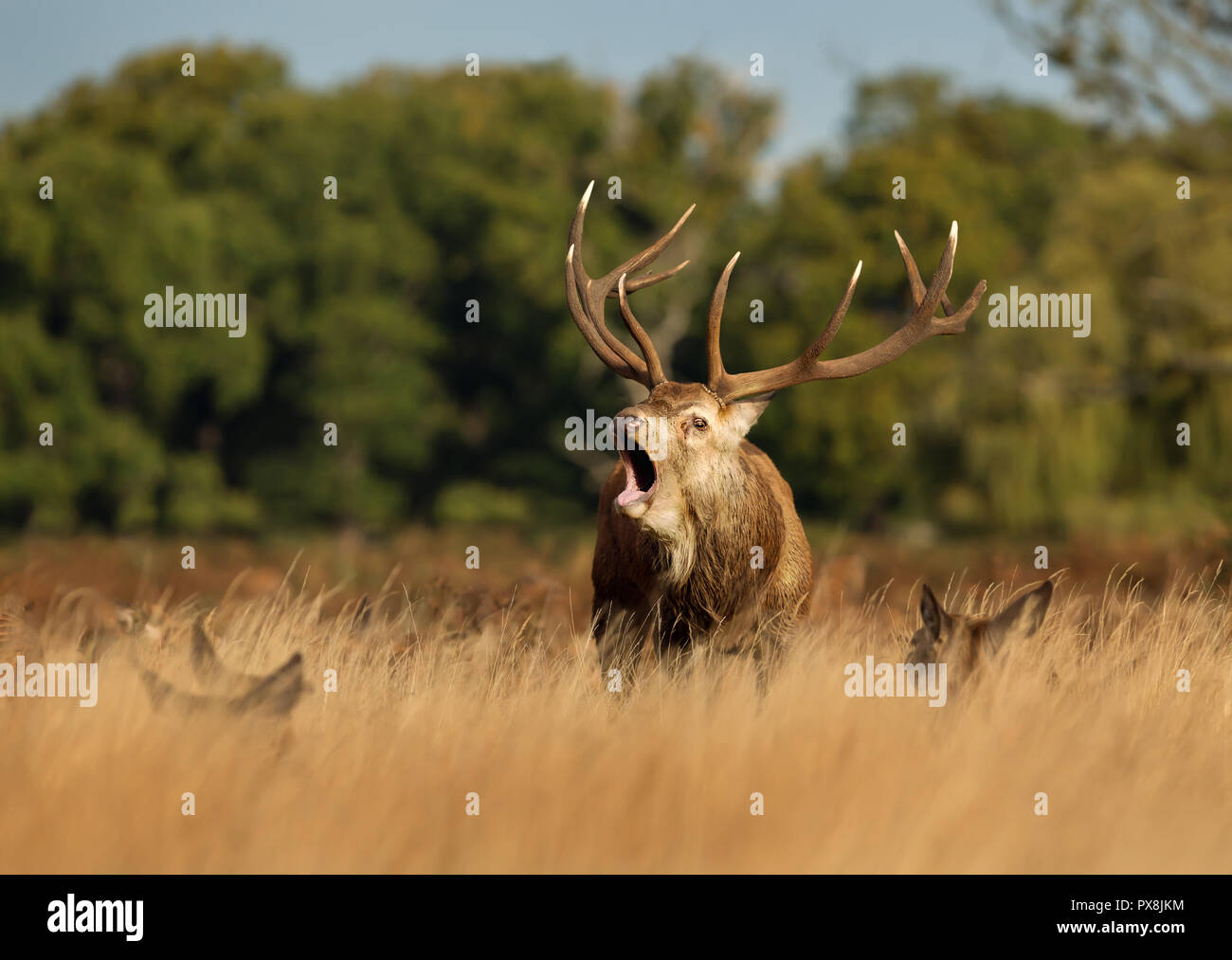 Female bellowing hi-res stock photography and images - Alamy