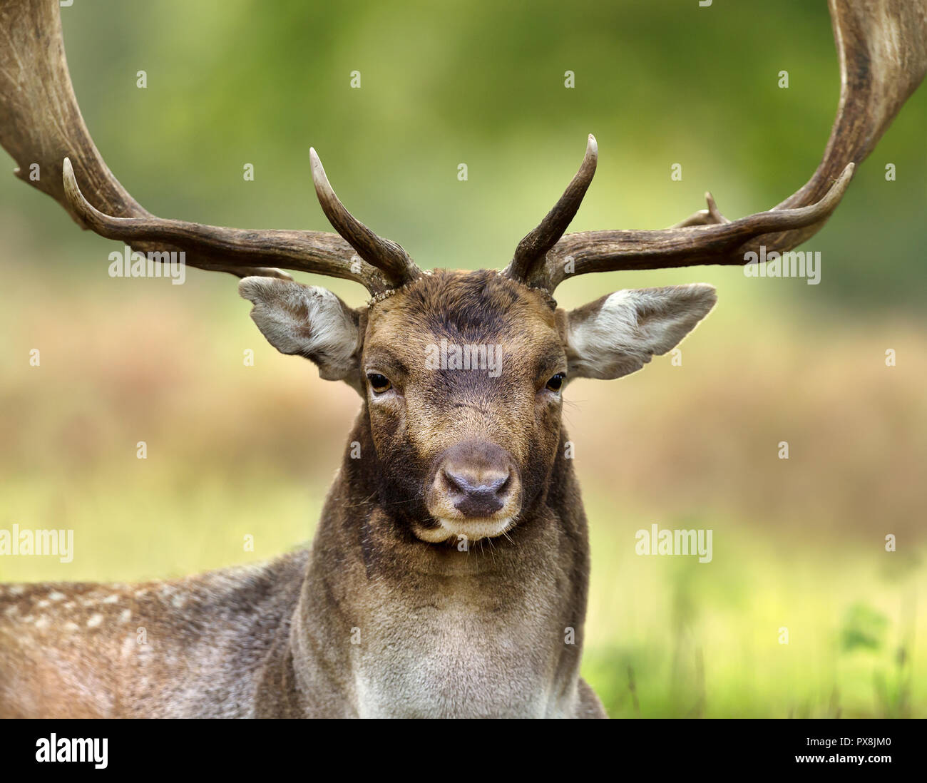 Close up of a Fallow deer (Dama dama) during the rut, UK Stock Photo ...