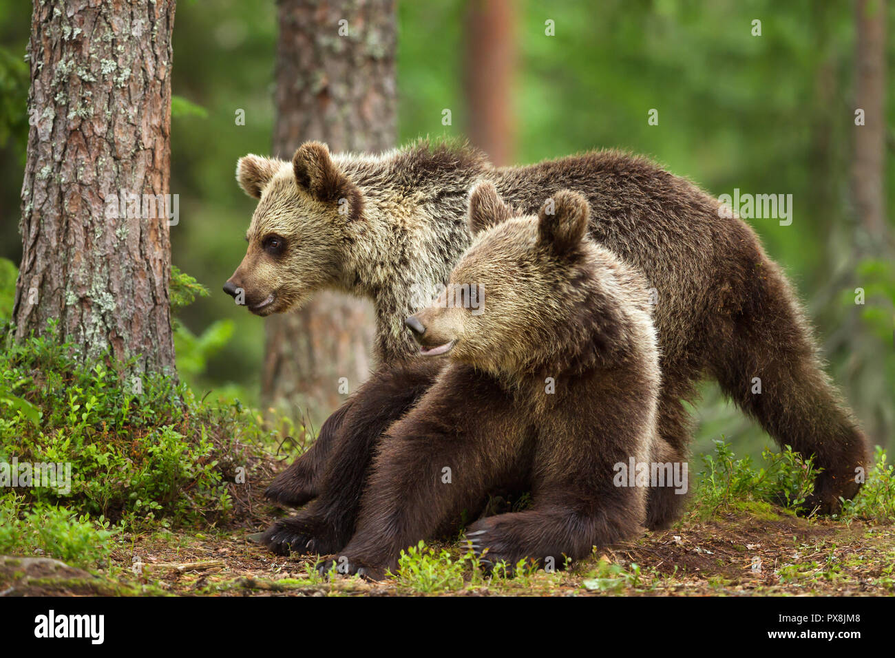 Close-up of two young Eurasian brown bears in boreal forest, Finland Stock Photo - Alamy