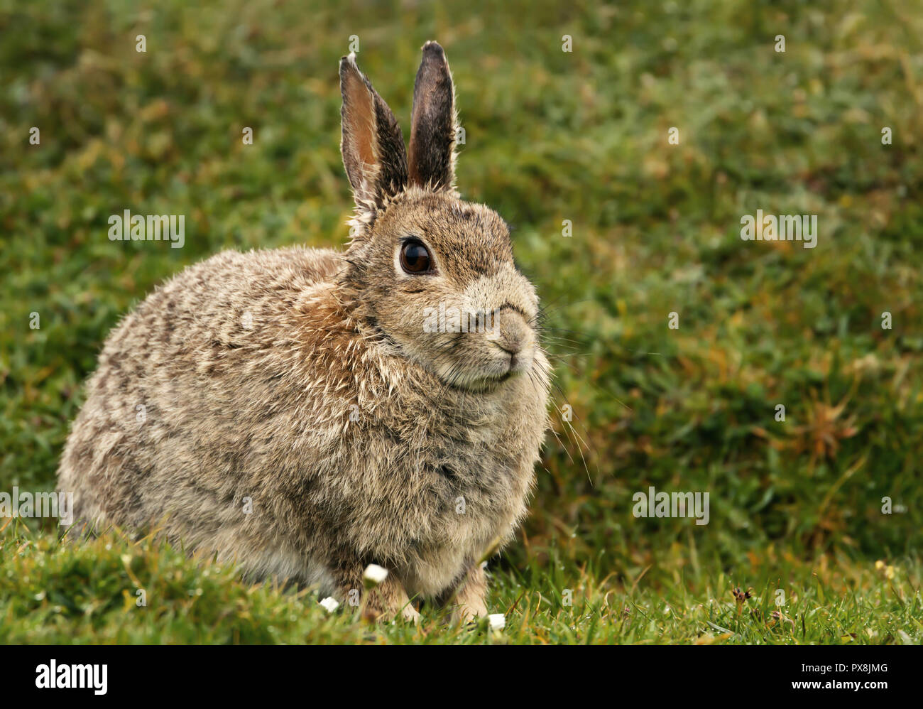 British bunny hi-res stock photography and images - Alamy