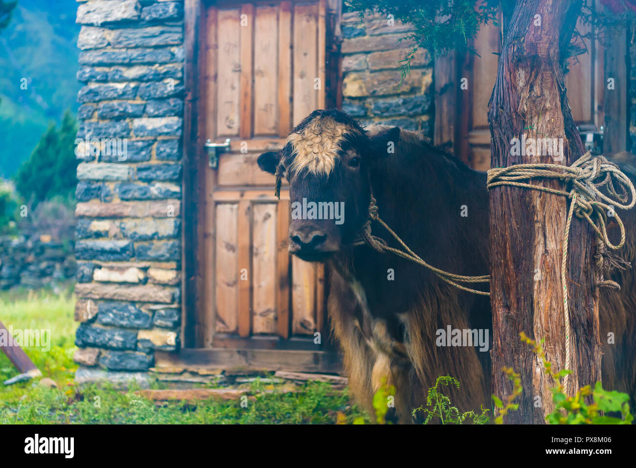 Himalayan yak on Annapurna circuit track, Nepal, a long-haired bovid ...
