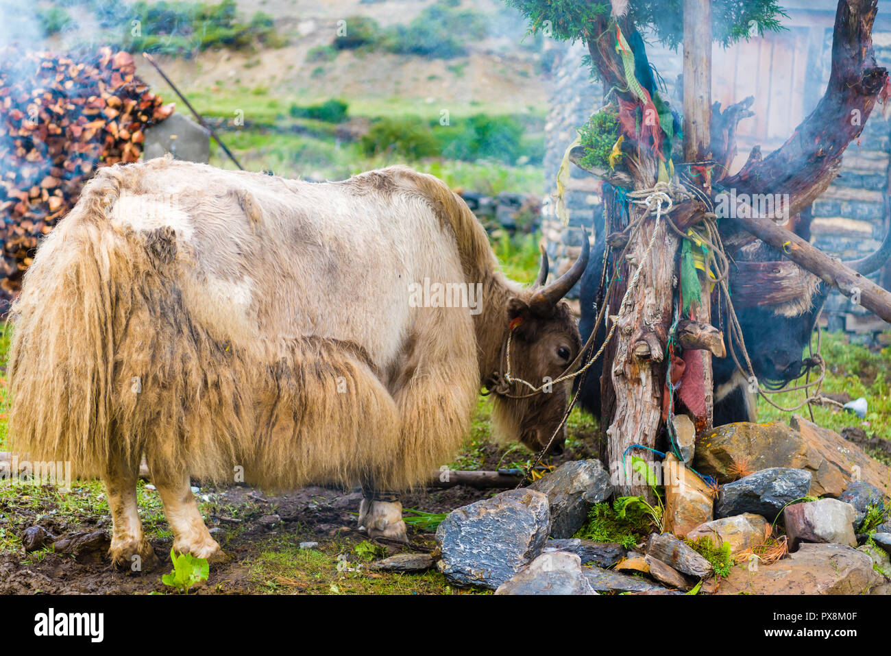 Himalayan yaks on Annapurna circuit track, Nepal, a long-haired bovid ...