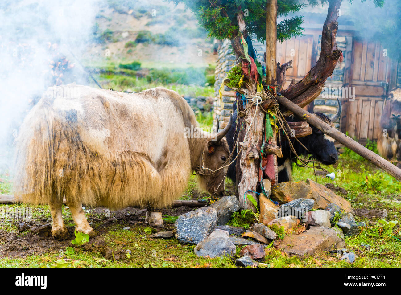 Himalayan yaks on Annapurna circuit track, Nepal, a long-haired bovid ...