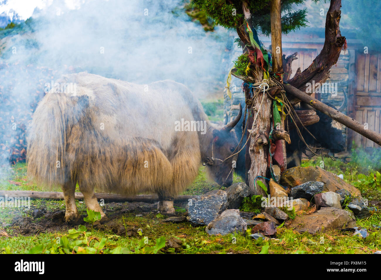 Himalayan yaks on Annapurna circuit track, Nepal, a long-haired bovid ...