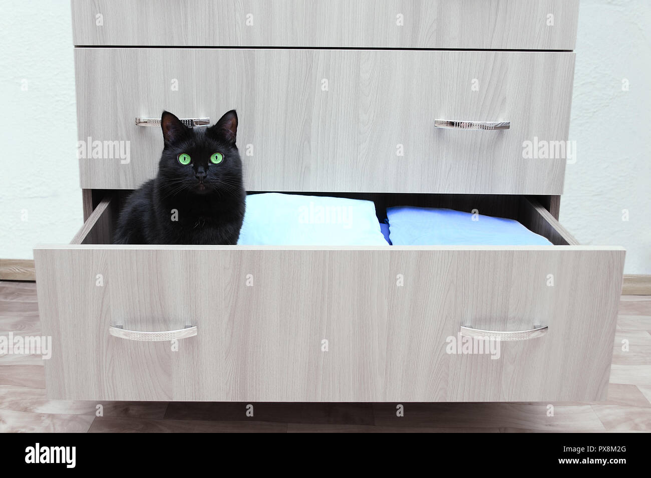 A black cat sits in an open chest drawer. Houses in the room Stock ...
