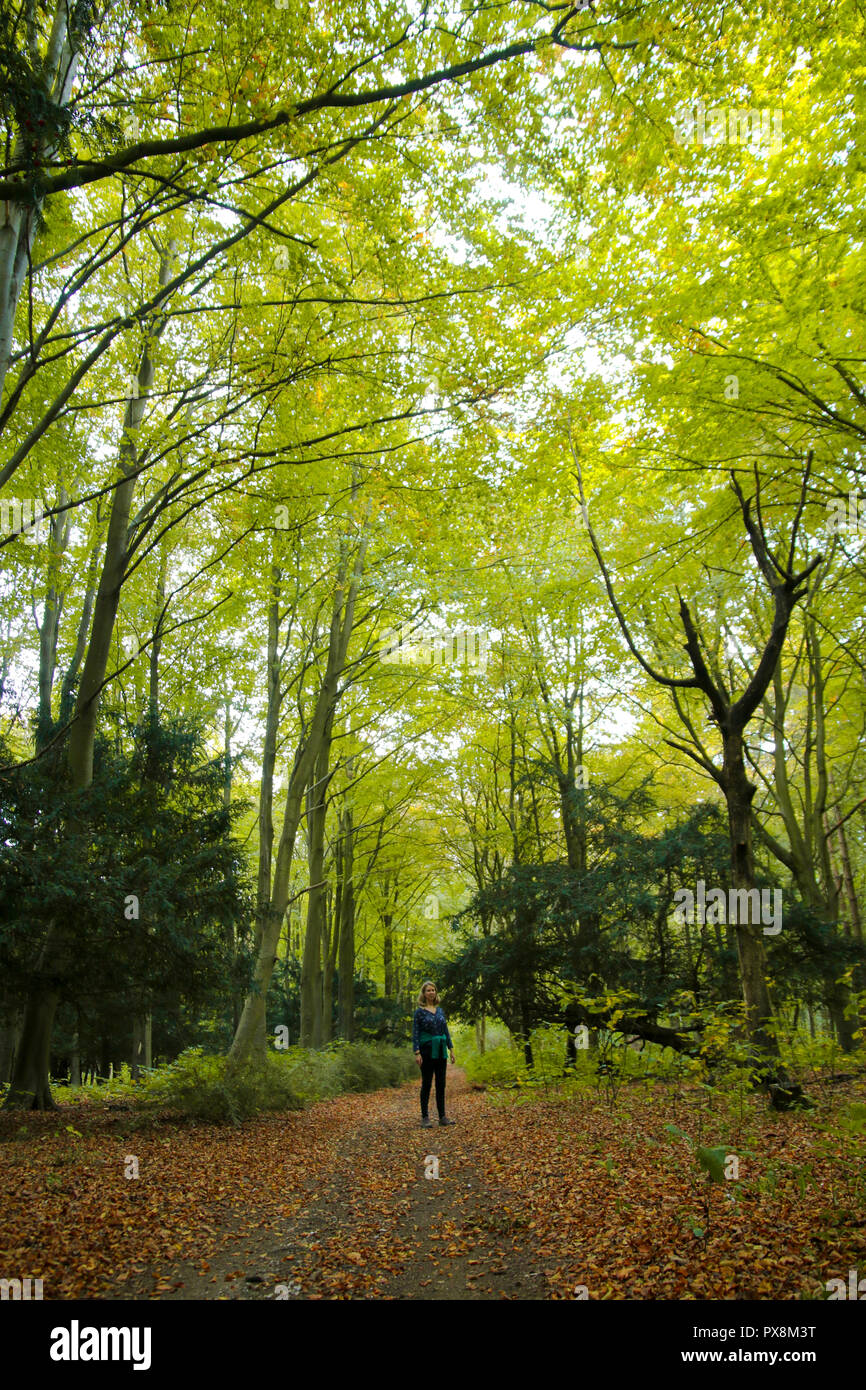 Woman in a forest with mainly beech trees in mid october Stock Photo ...