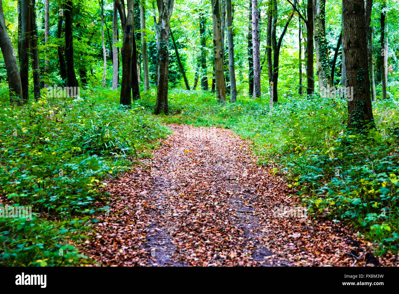 Dirt road with leaves hi-res stock photography and images - Alamy