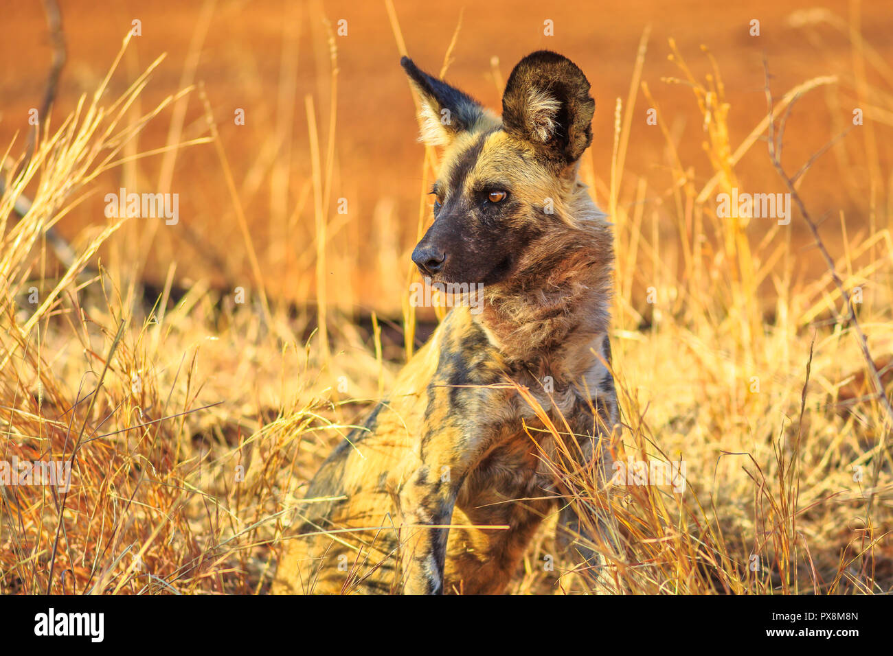 Small spotted hyena species Crocuta crocuta standing watchful in Kruger ...