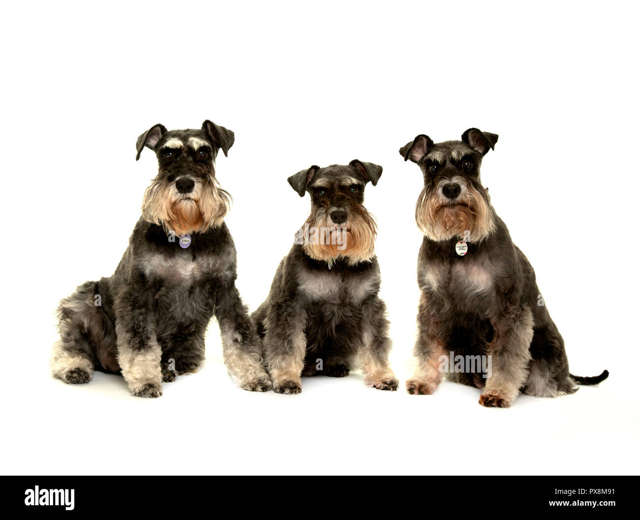 Miniature schnauzer dogs sitting down on plain background Stock Photo ...