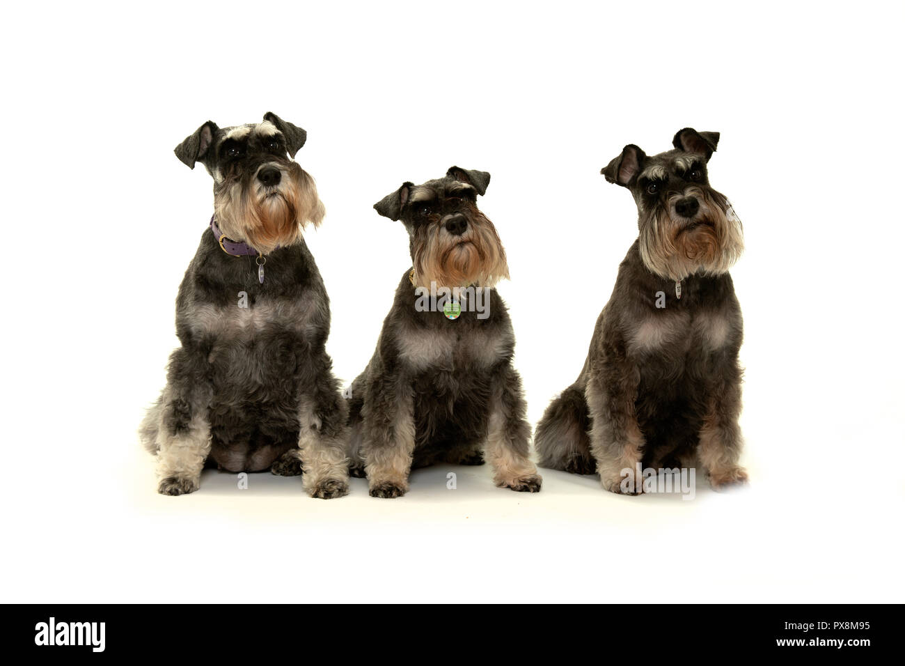 Miniature schnauzer sitting hi-res stock photography and images - Alamy