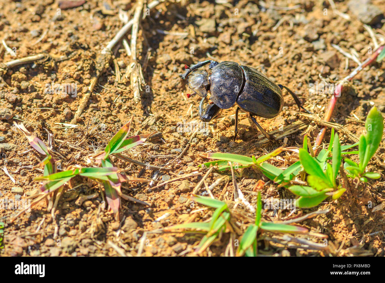 Dung beetle scarabaeus hi-res stock photography and images - Alamy