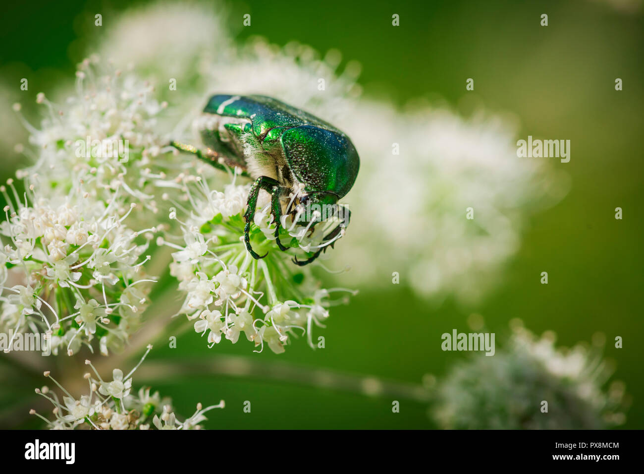 Gold glittering rose beetle hi-res stock photography and images - Alamy